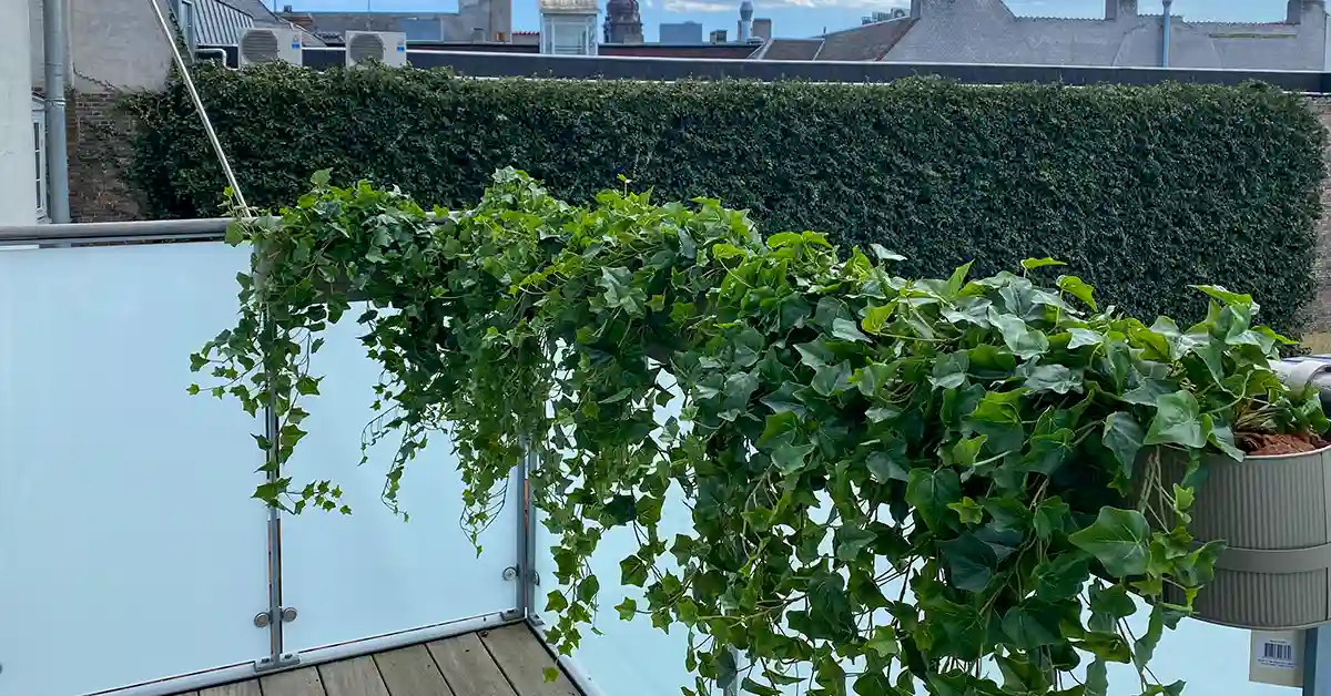 Sådan vælger du de bedste kunstige planter til altan