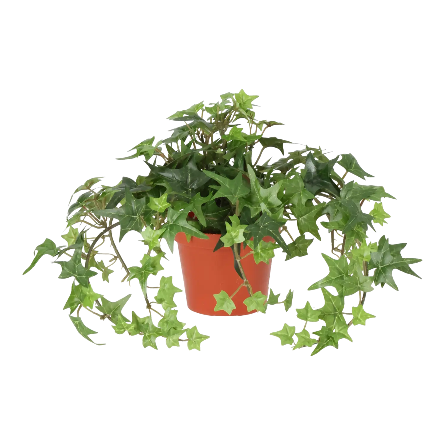 Kunstig Efeu stjerne H: 20 cm