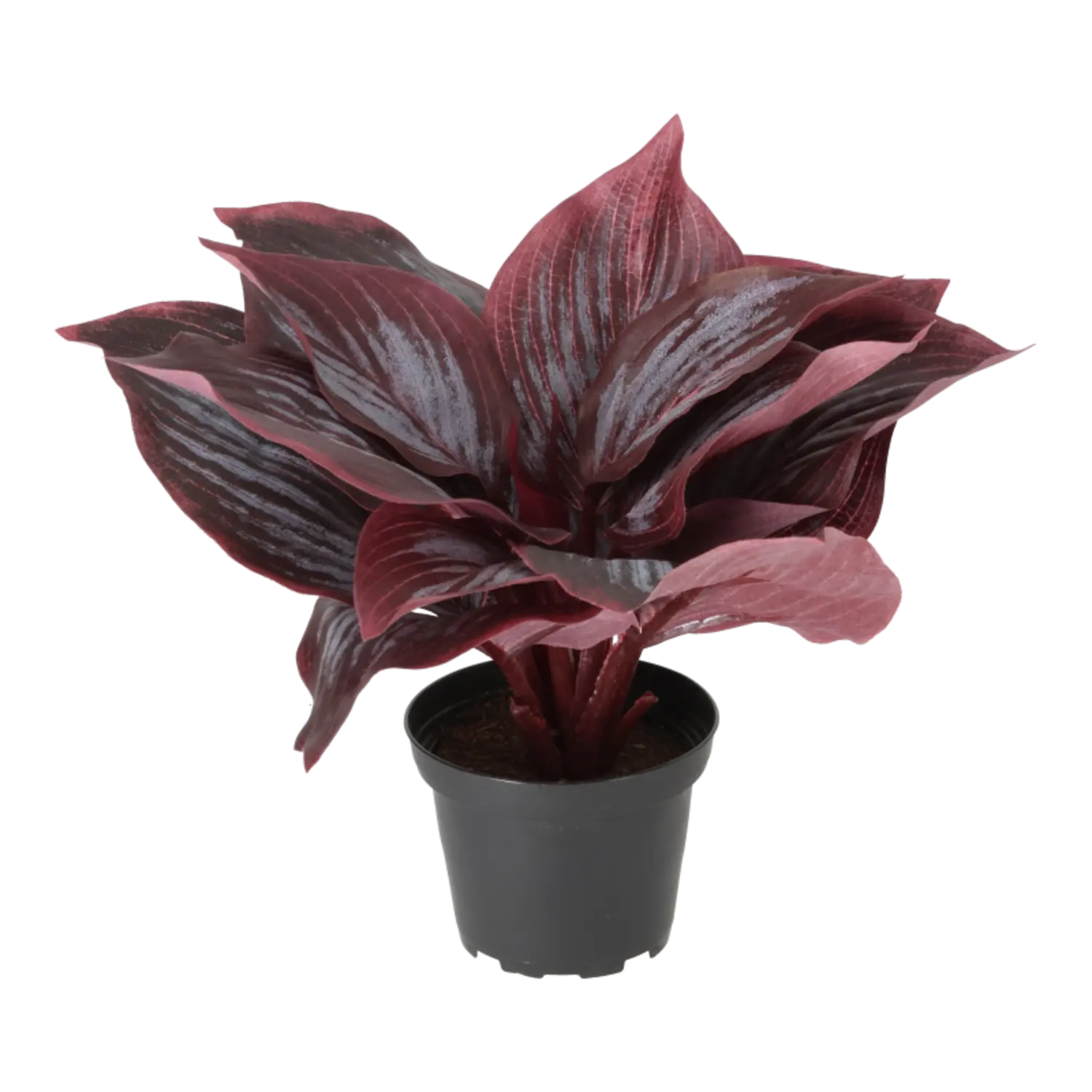 Kunstig Hosta H: 20 cm