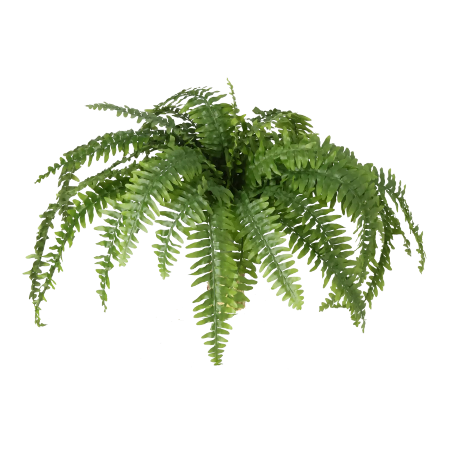 Kunstig Boston Bregne H: 65 cm