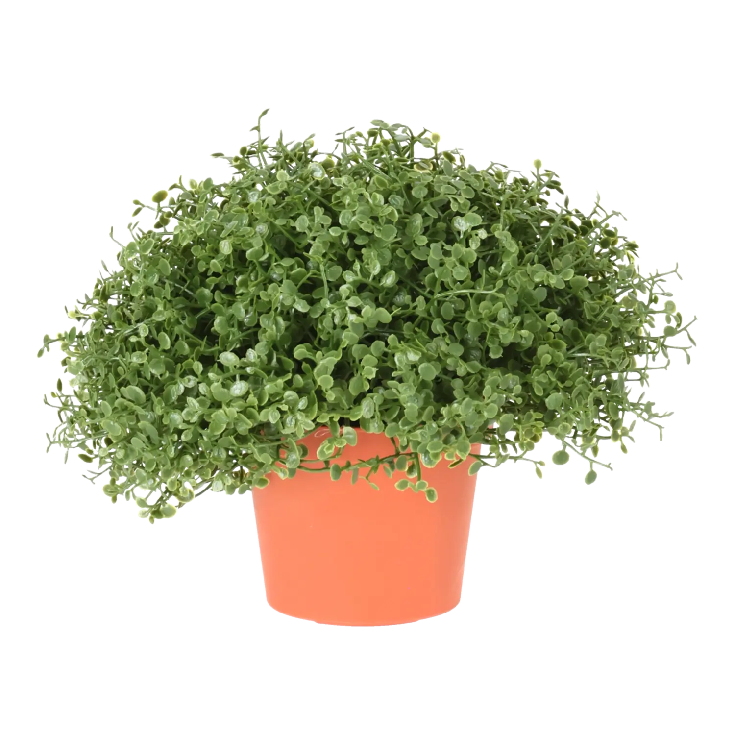 Kunstig Soleirolia soleirolii 15 cm