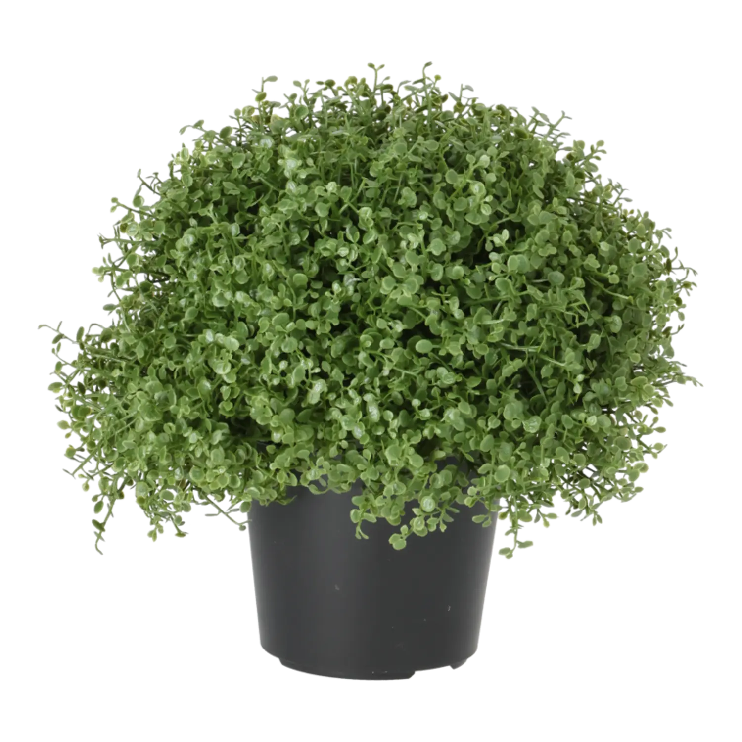 Kunstig Soleirolia soleirolii 20 cm
